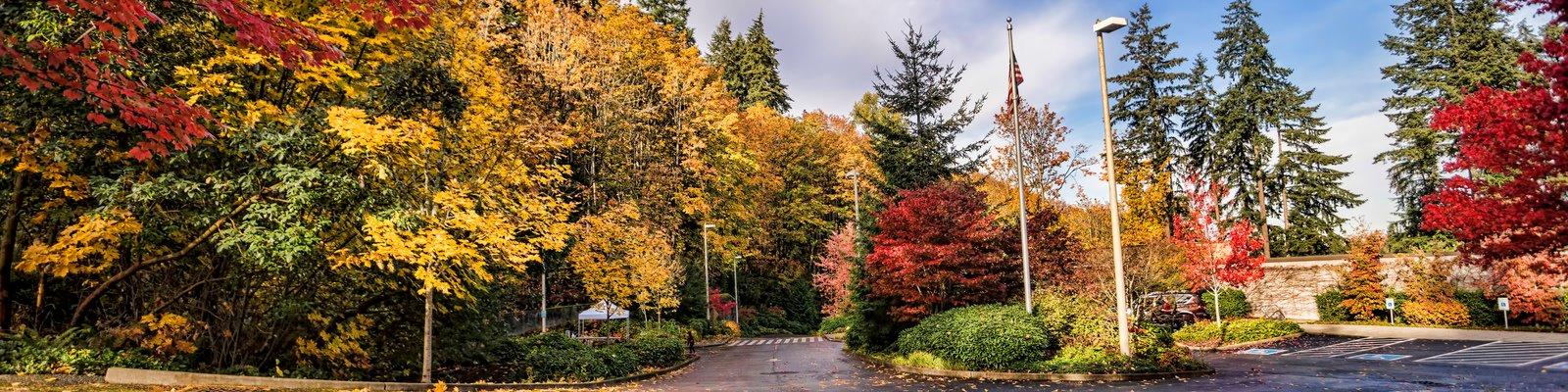 Trees | City of Bellevue